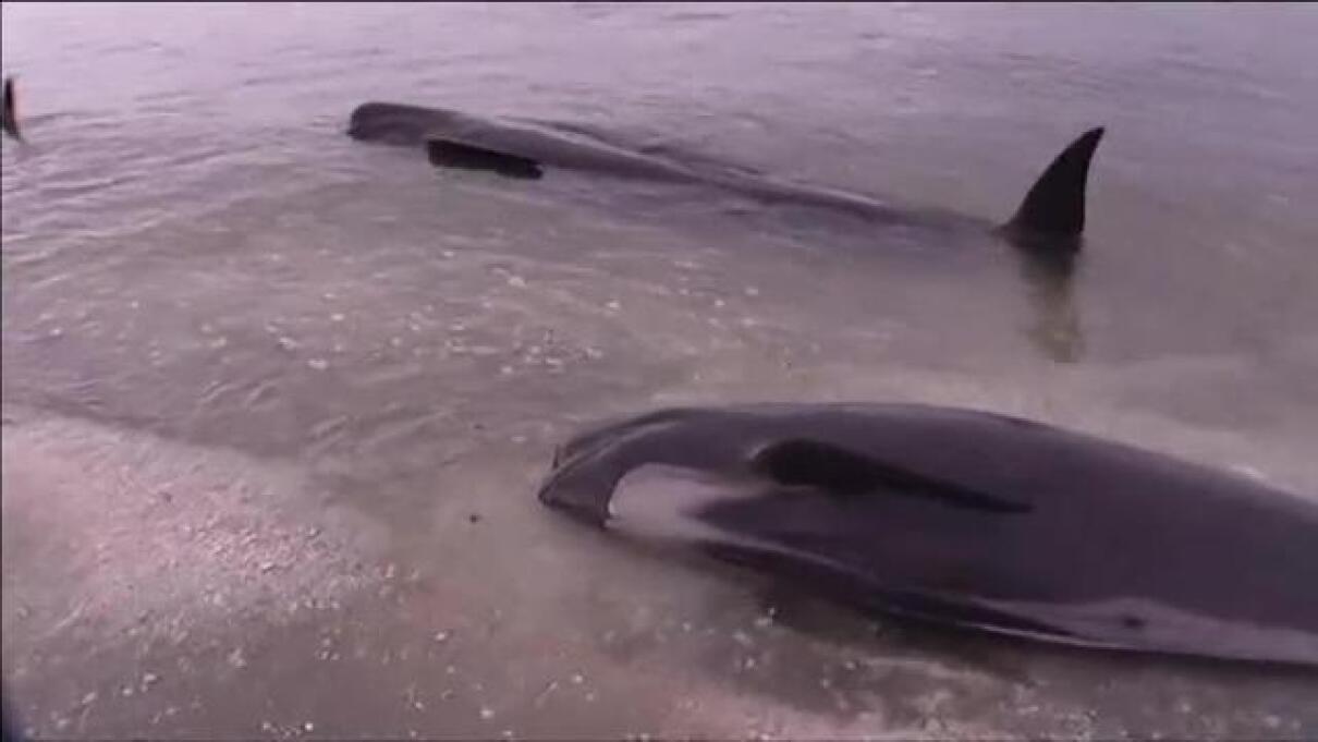 PREOCUPACIÓN ANTE LA EXPLOSION DE BALLENAS VARADAS EN NUEVA ZELANDA