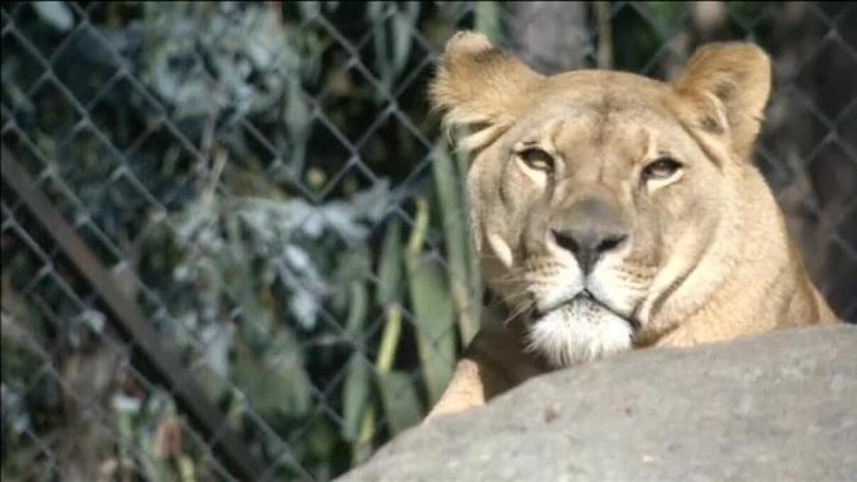 Nacen dos crías de león en Chile gracias a un innovador procedimiento